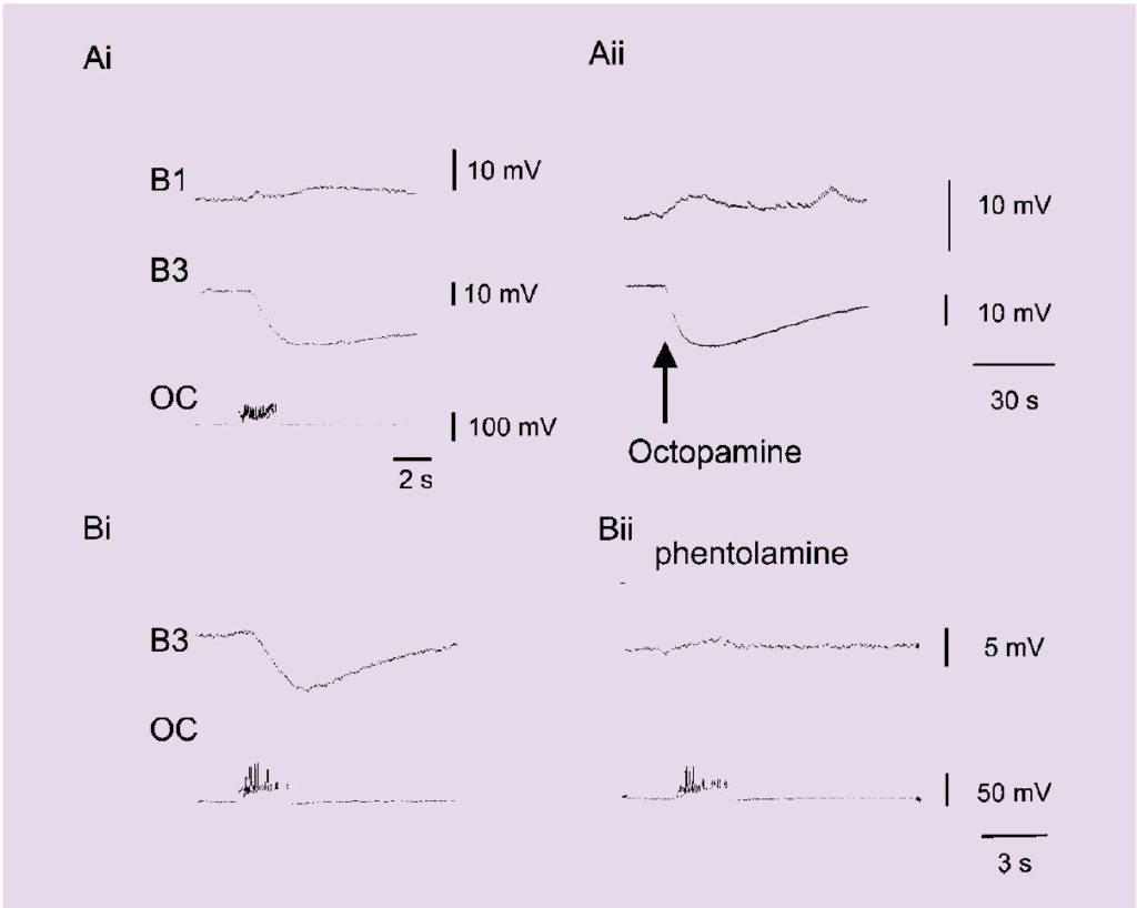 Octopamine is not just for arthropods - The Physiological Society