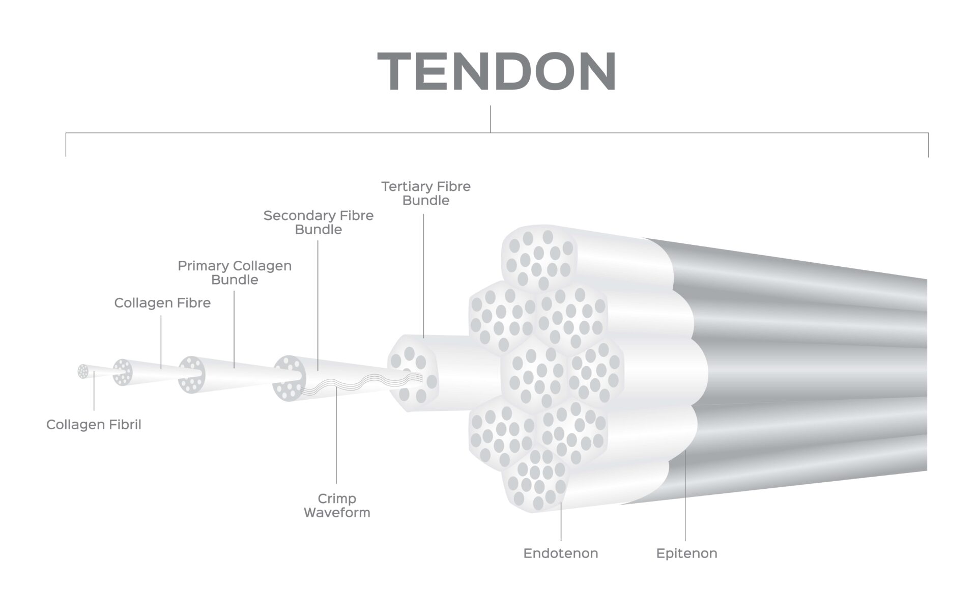 Healthy vs painful tendons: It could be determined by our circadian ...